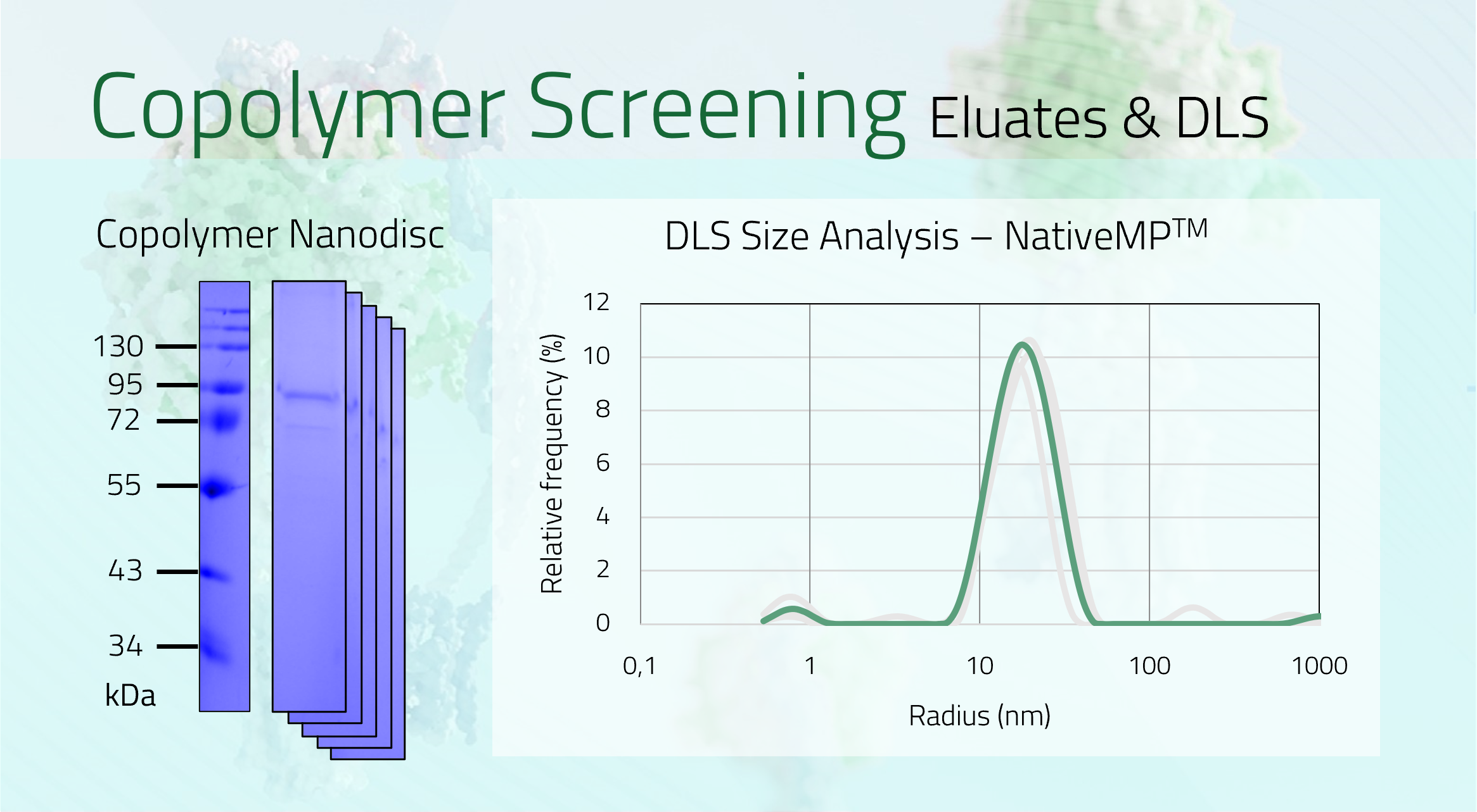 TRPC1 - active, native, full-length | Cube Biotech
